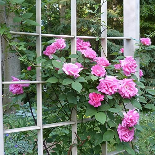 Bourbon Rose Plant 'Zéphirine Drouhin' Rosa Hardy Shrub Fragrant Double ...