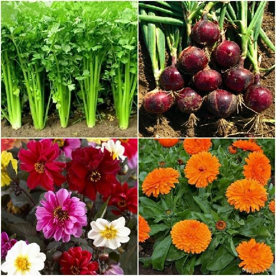 SimXotic Seeds Combo of Coriander Dhaniya, Calendula Flowers, Dahlia ...