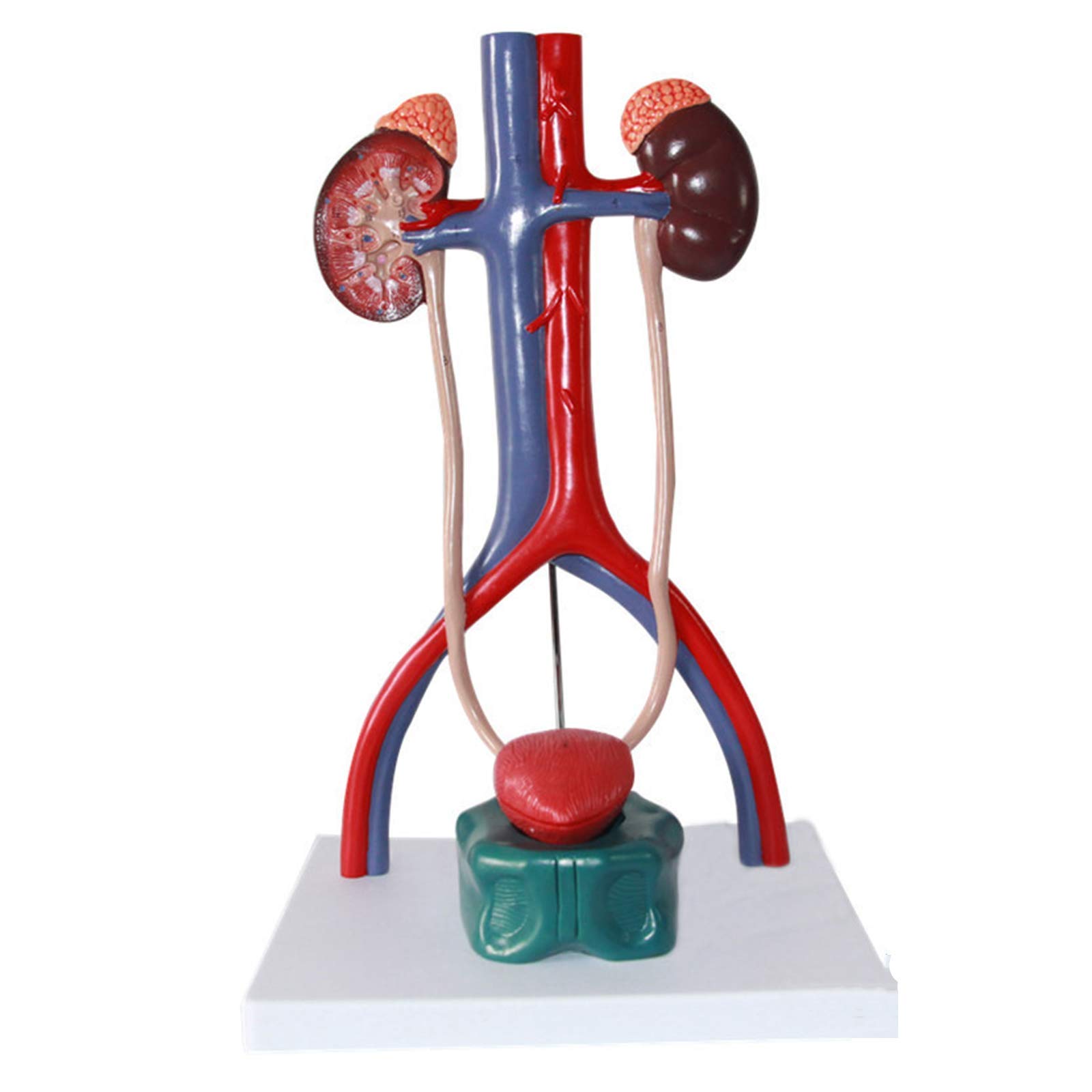 Buy LIBAI Anatomical Model Scientific Anatomy Model Of Male Urinary ...