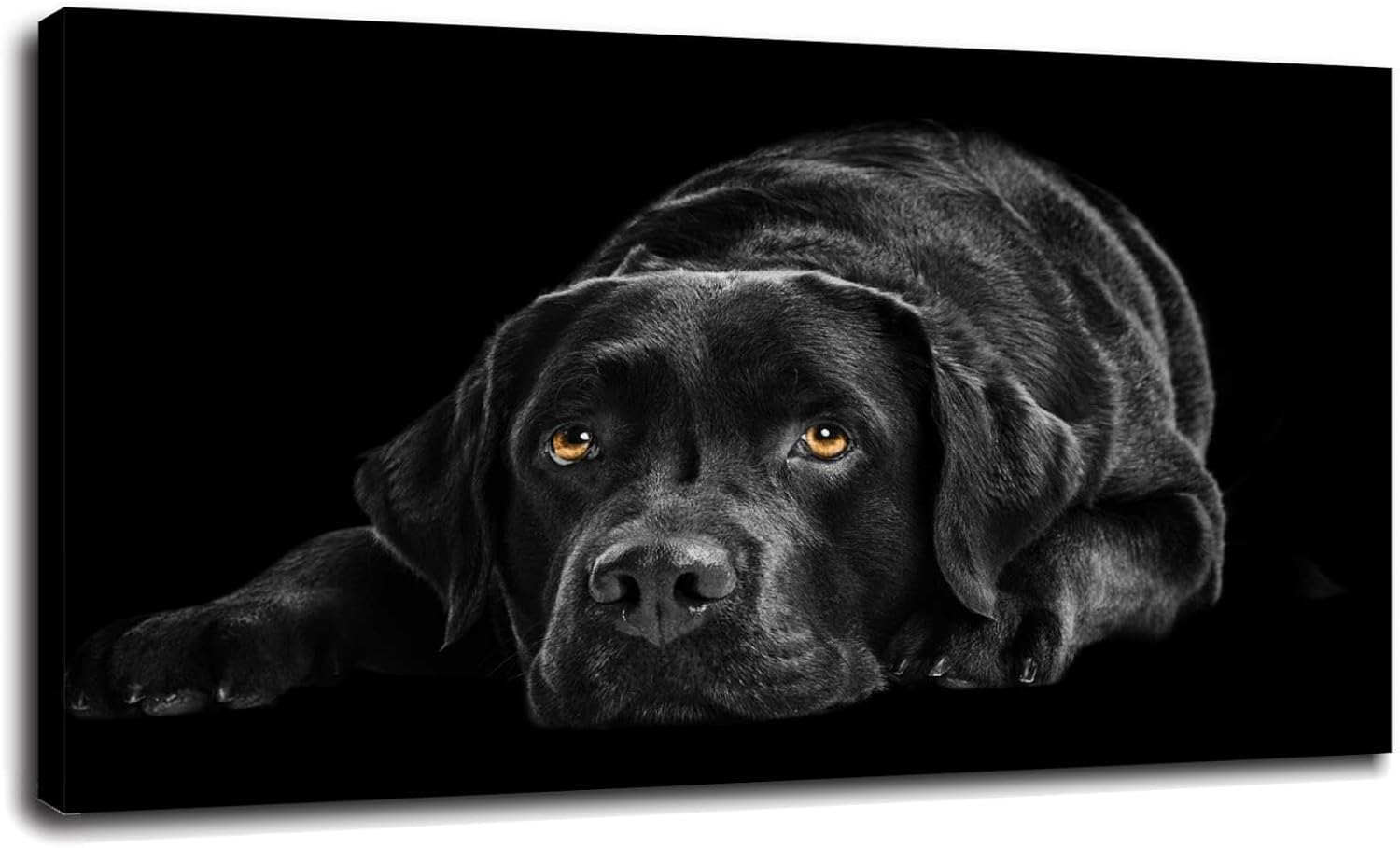 Amazon.com: heoc Canvas Wall Art Black Labrador Posters Pictures Wall ...