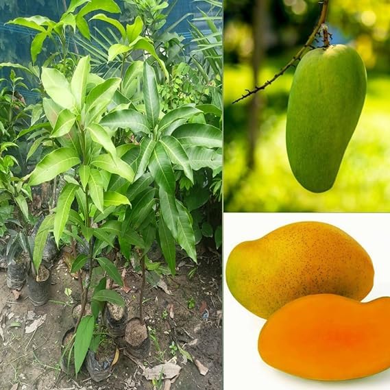 ND PLANT BAZAR Alphonso Mango Live Plant Grafted Hybrid hapus outdoor ...