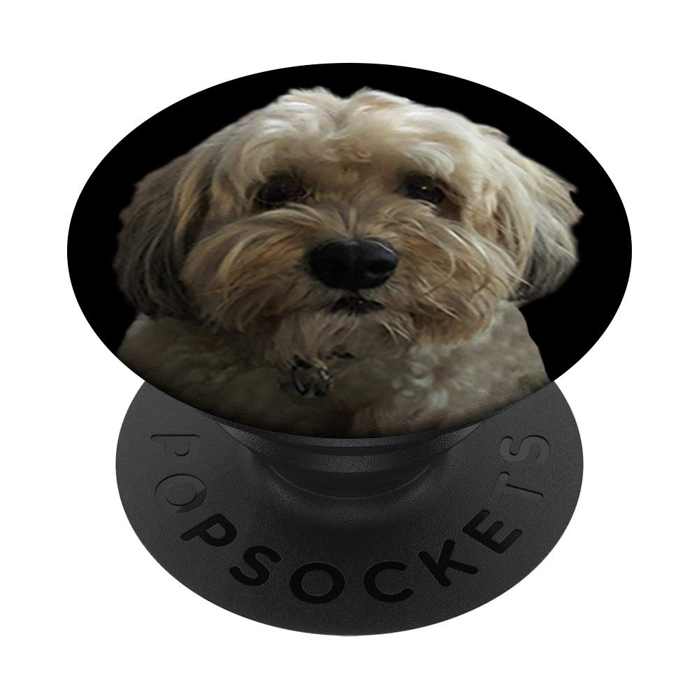 Cute Shih Poo
