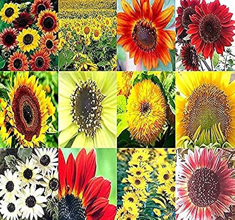 Amazon.com : BIG PACK - (1,000+) SUNFLOWER Sunny Sun Flower CRAZY MIX ...