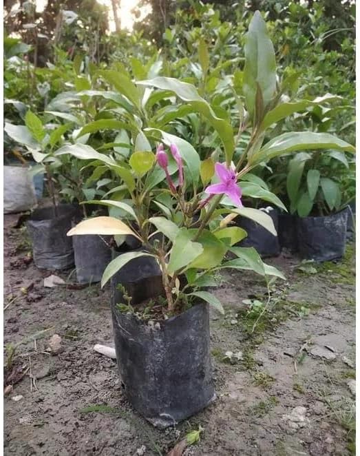 NEW DEBNATH NURSERY` Dwarf Rare Exotic Tropical Fruit Grafted Plant ...