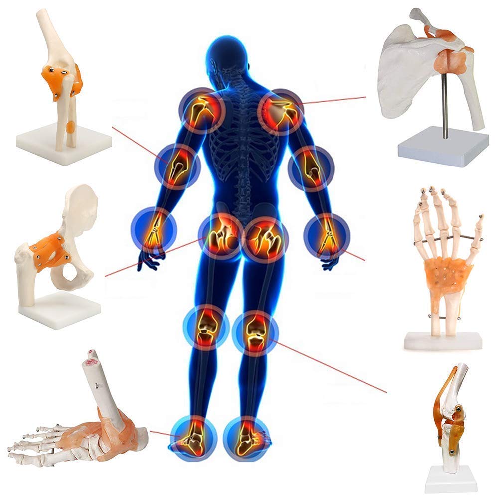 Buy Anatomy Model, Assembly Scientific Human Joint Anatomy-Shoulder ...