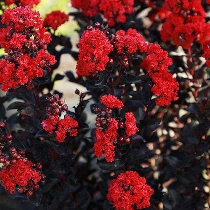 AnmolGarden Furush Red Black Colour Live Plant "Lagerstroemia indica ...