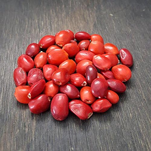 Amazon.com: Natural chocho seeds beads Erythrina rubrinervia 10-12mm ...