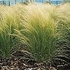 Perfect Plants - Stipa Tenuissima Pony Tails Hardy Ornamental Grass ...
