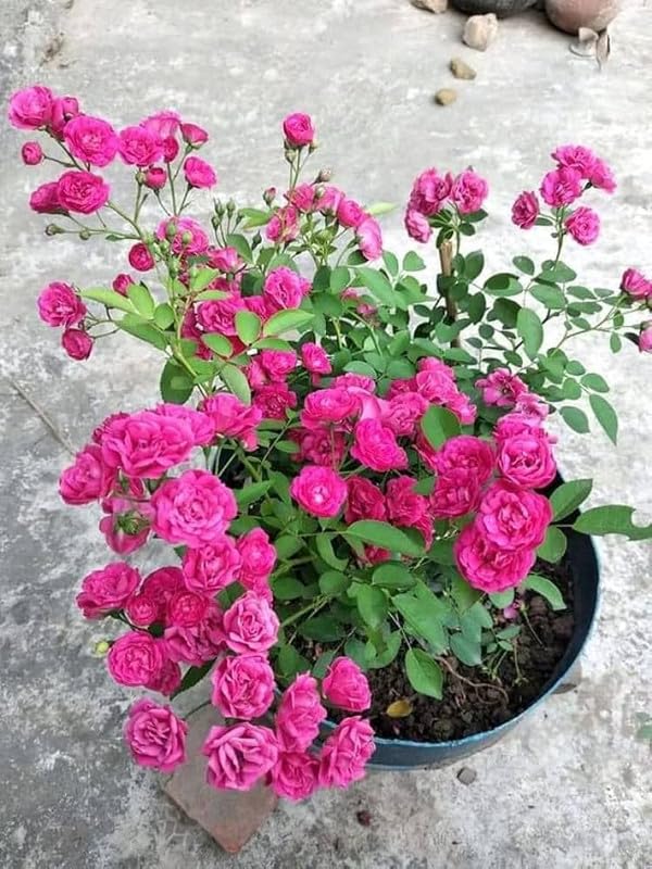 Hazari Rose flower live plant|hajari rose flower live plant|hajari ...
