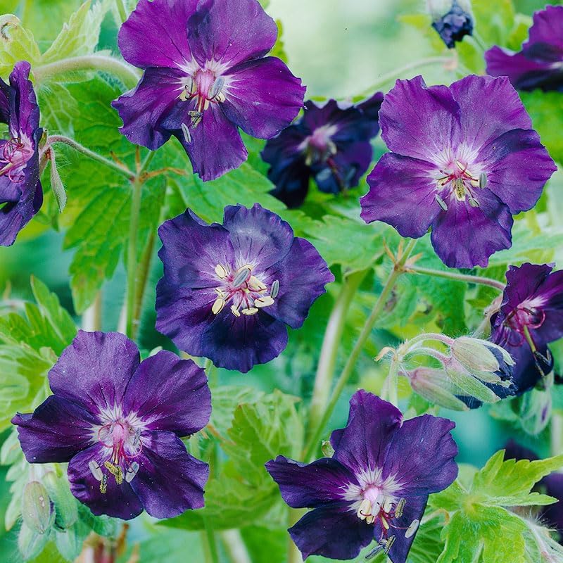 Amazon.com : Raven Cranesbill Geranium Flower Root - Blooms All Summer ...