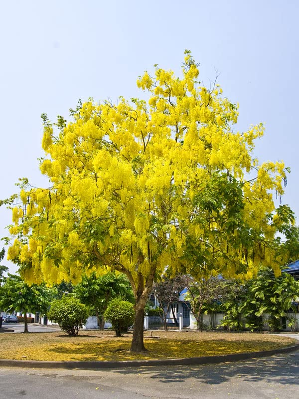 GREEN PARADISE® Cassia Fistula Tree Seeds F1 Quality seeds Pack Golden Shower Tree Amaltas Tree ...