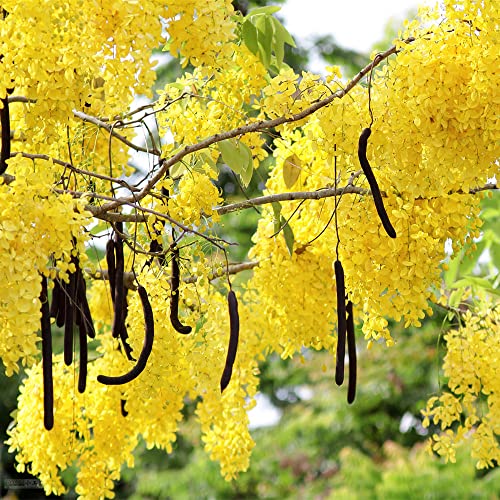 Cassia fistula - How to grow & care