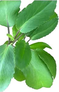 Amazon.com: 10Leaves Kalanchoe pinnata Miracle Leaf 'Magic Bells ...