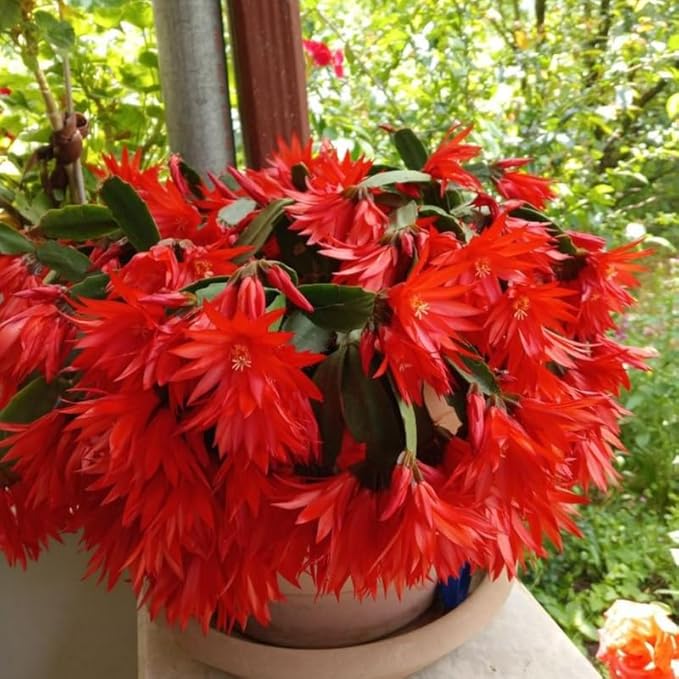 Amazon.com : Red Easter Cactus Plant, 4 to 6 Inch, Spring Easter Cactus ...