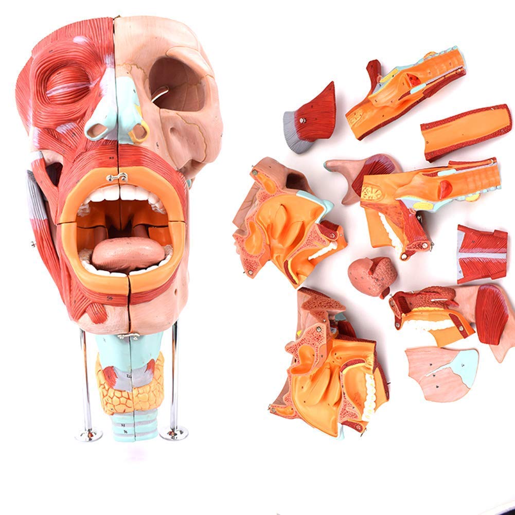 Human Organ Model Nose Mouth Pharynx And Larynx Model Tongue ...