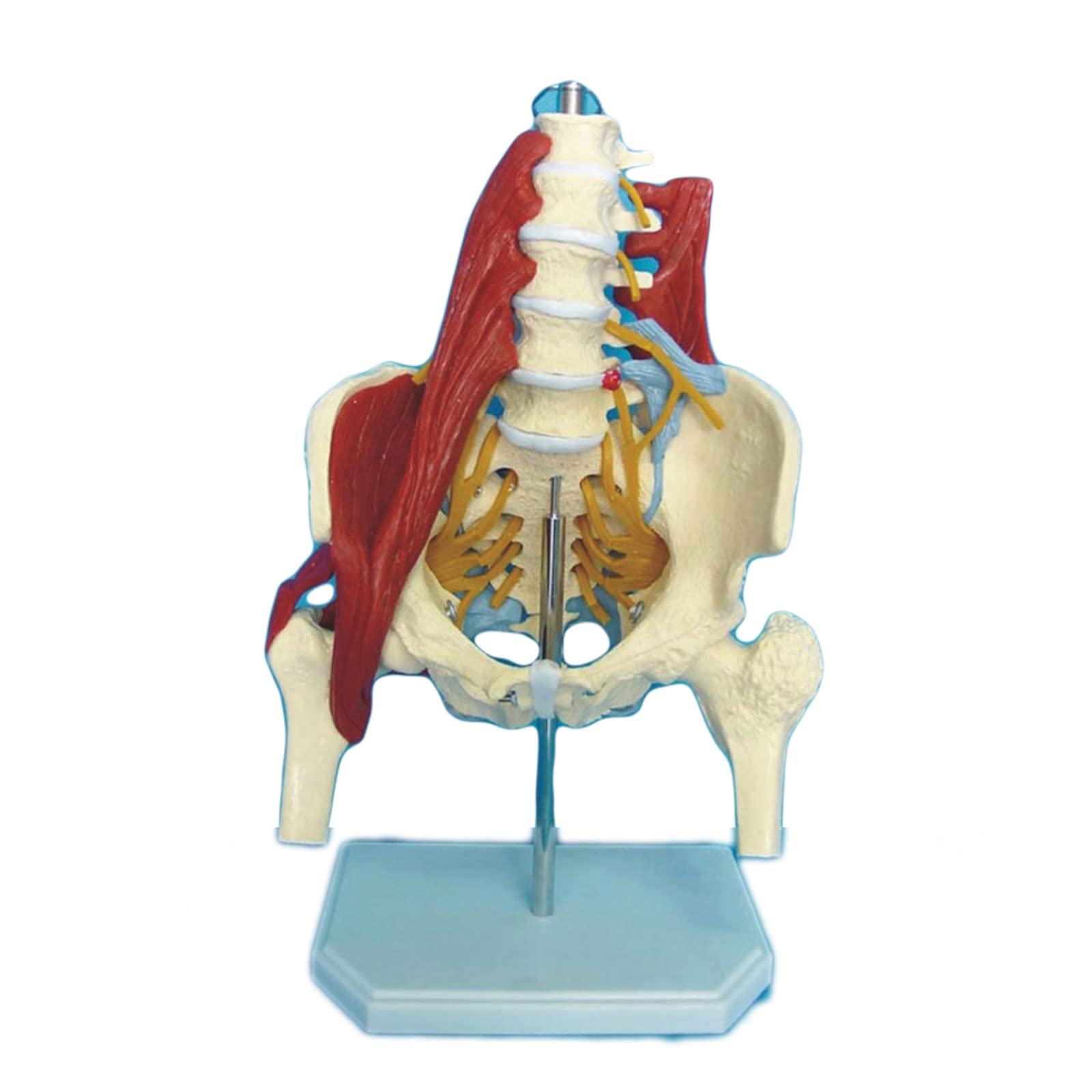 Human Lumbar Spine With Muscle Model Pelvic Lumbar Disc Herniation ...