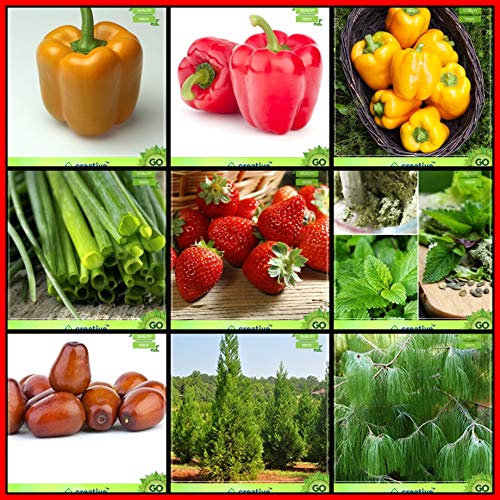 Creative Farmer All Climate Combo Flower Seeds and Fruit : Indian Plum ...