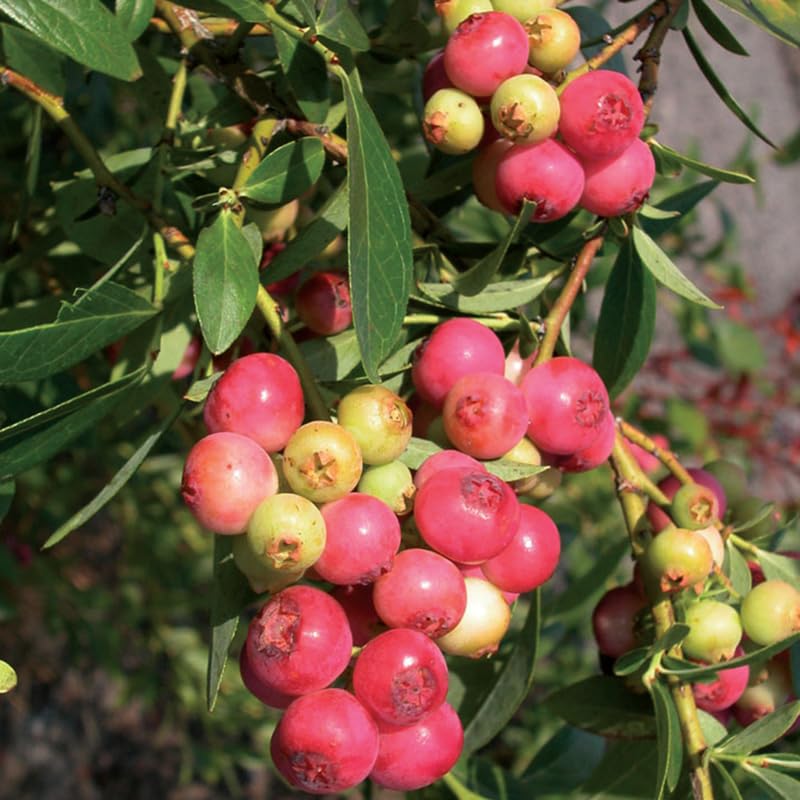 Amazon.com : 2 Pink Lemonade Blueberry Plants Live for Planting, Pink ...