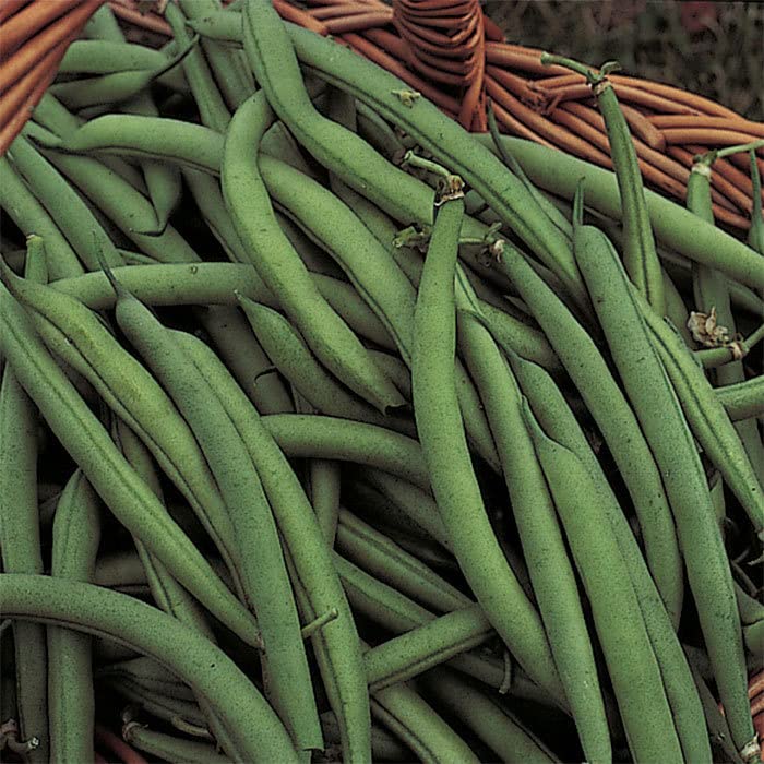 Amazon.com : 80+ Blue Lake 274 Bush Bean Seeds for Planting Heirloom ...