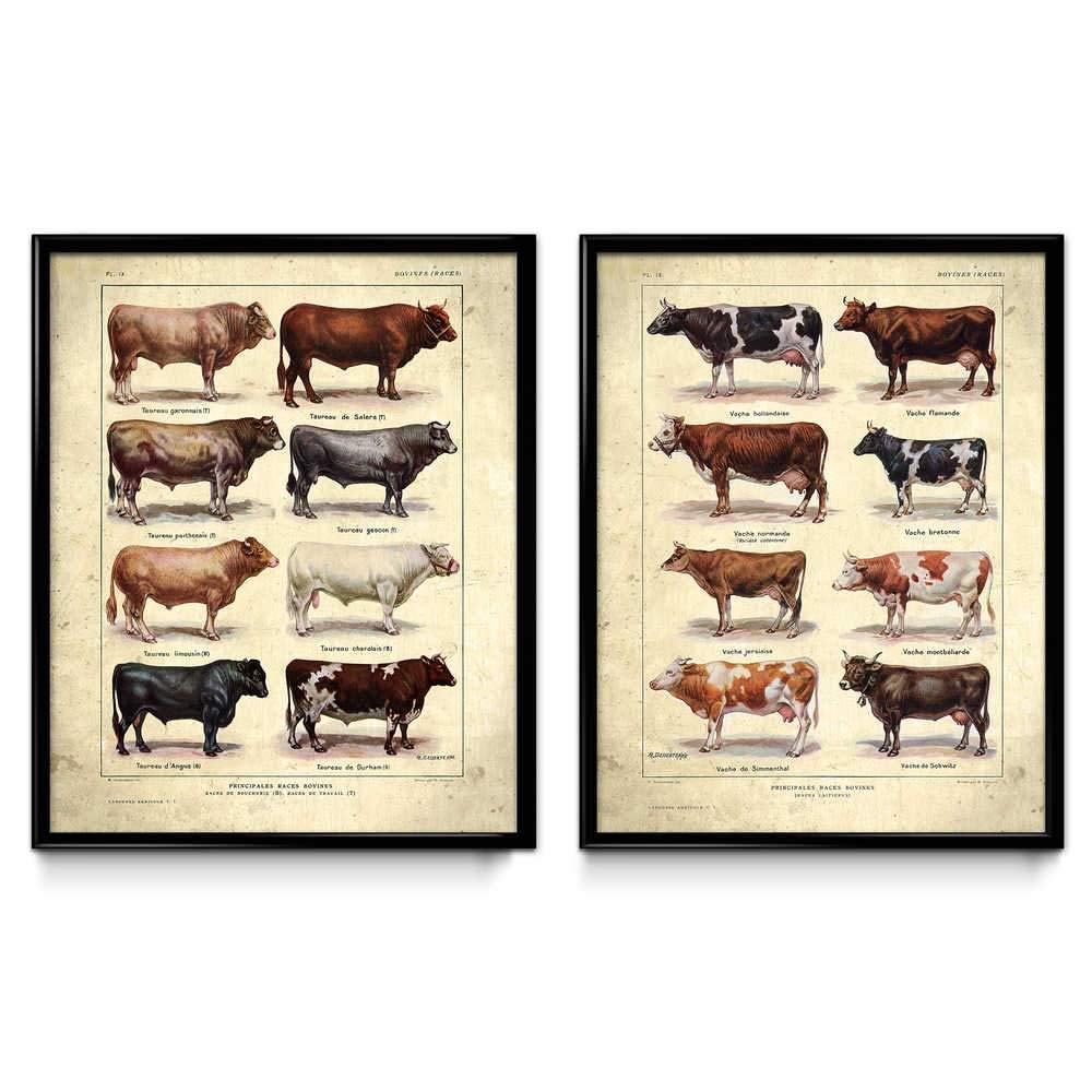 Vintage Cow Illustration