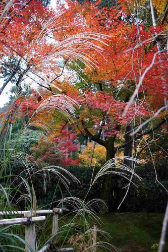 Photo studio by Akutagawa Kenji as the Picture Nov.23 2012 Ryoanji ...