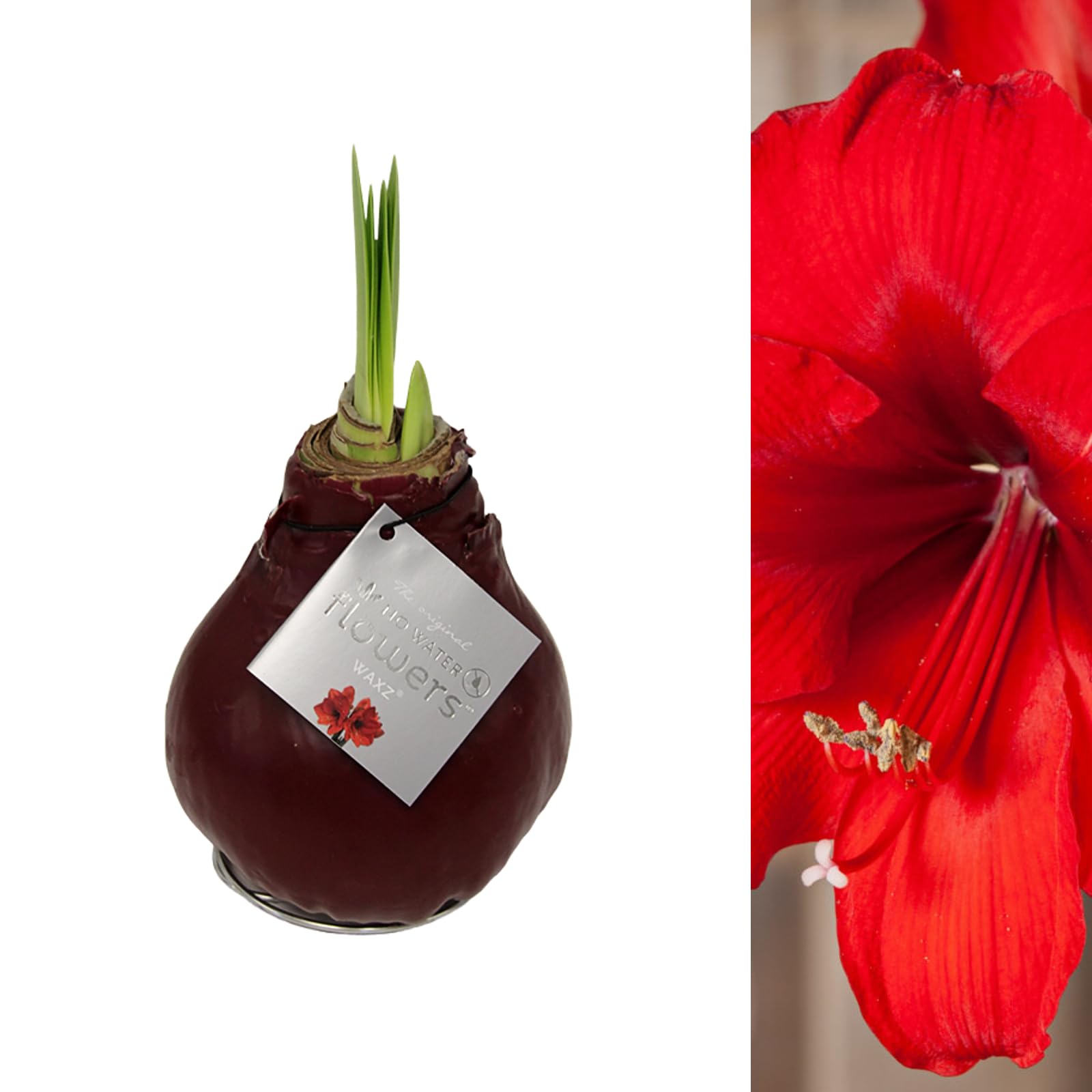 Carbeth Plants - Amaryllis Red Waxed Bulb Live Houseplant in Gift ...