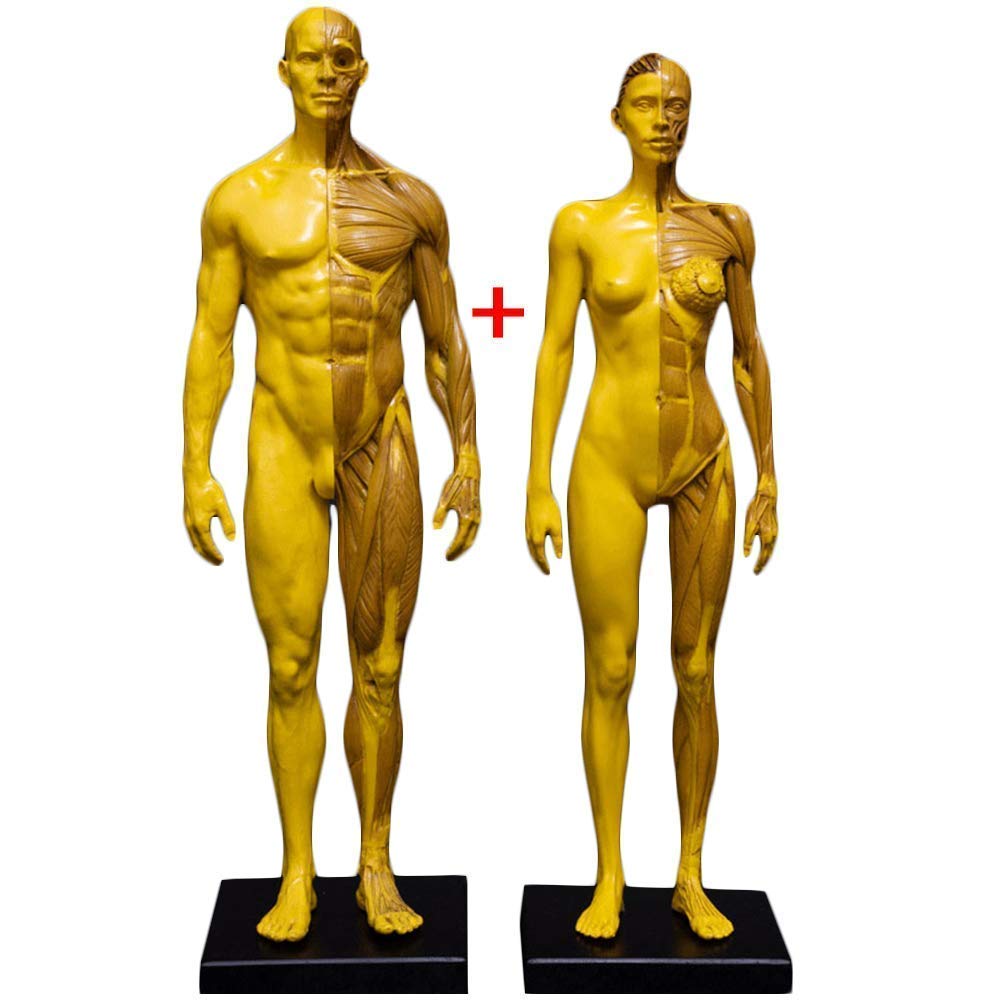 buy-anatomy-diagram-study-model-female-male-anatomy-figure-human