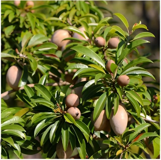 Oxiflora Live Exotic Fruit Plant Sapota Chiku (Sapodilla) Zapote Chico ...