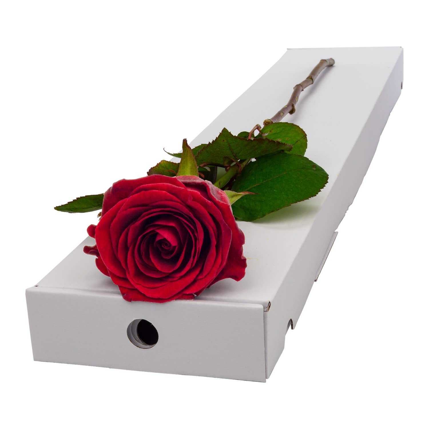 InterRose | Single Red Rose (large headed) Stem presented in a ...