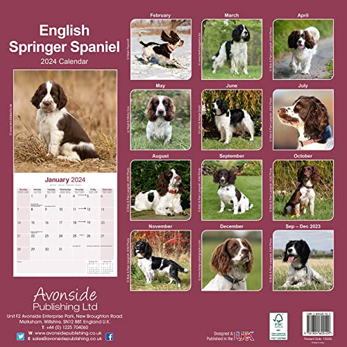 Eng Springer Spaniel (Euro) Calendar 2024 | Square Dog Breed Wall ...