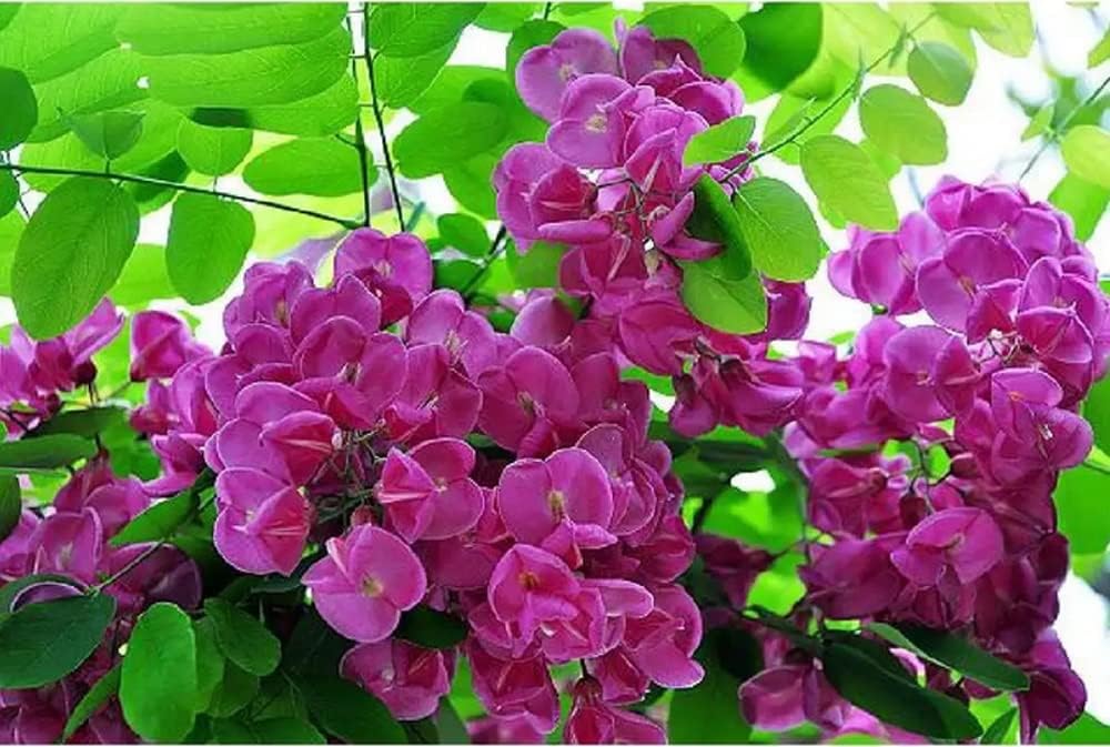 Amazon.com : Rose Locust Seeds Pink Acacia Flower Robinia Hispida ...