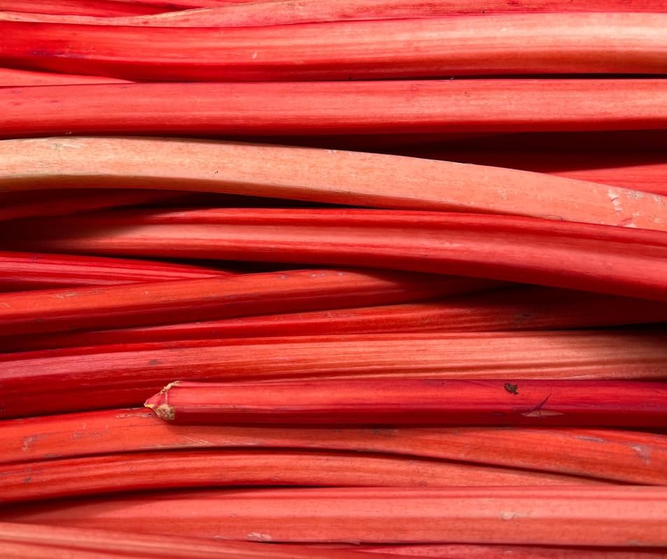 Amazon.com : Lot of 5 Rhubarb Plant Roots for Planting, Well Rooted ...