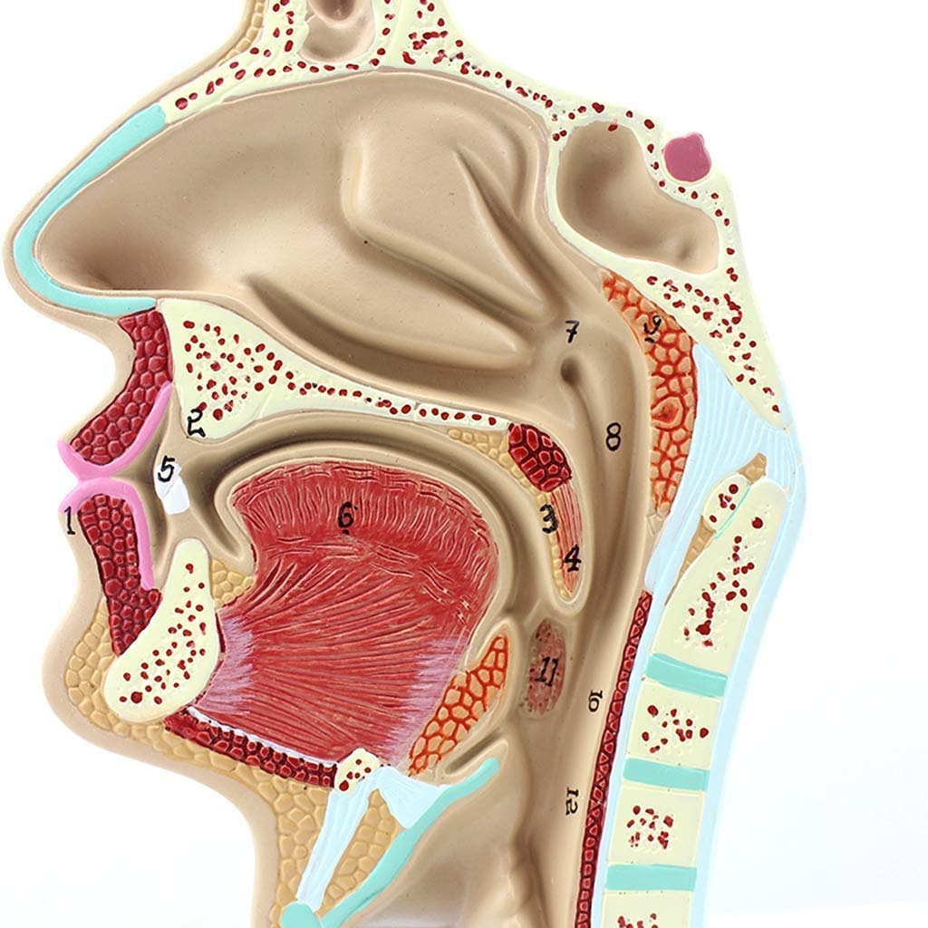 Oral Cavity Model Labeled Head And Neck Cancer: What Types Of Cancer
