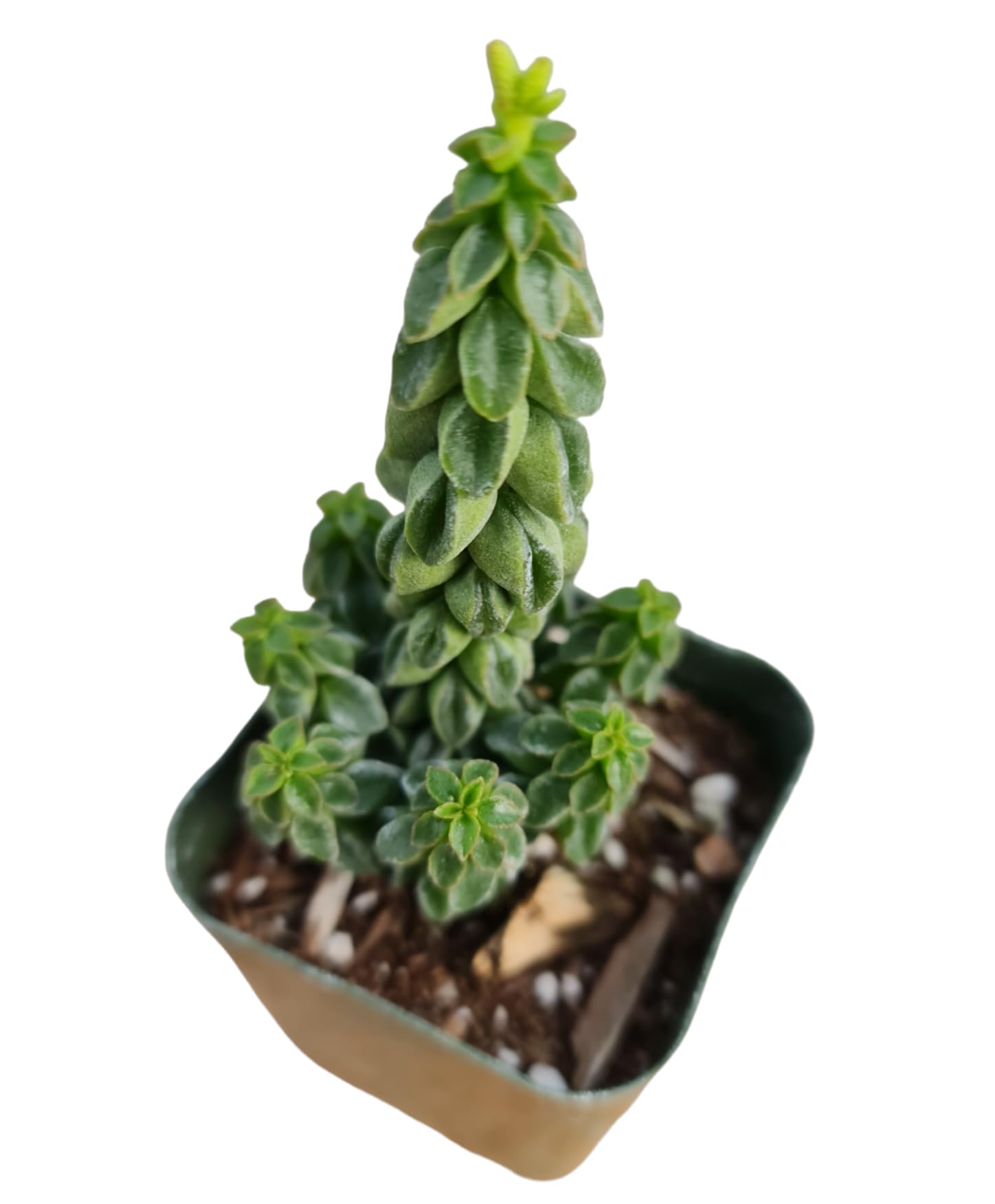 Amazon.com : Live House Plants Indoor Plants (2" Pot Peperomia ...