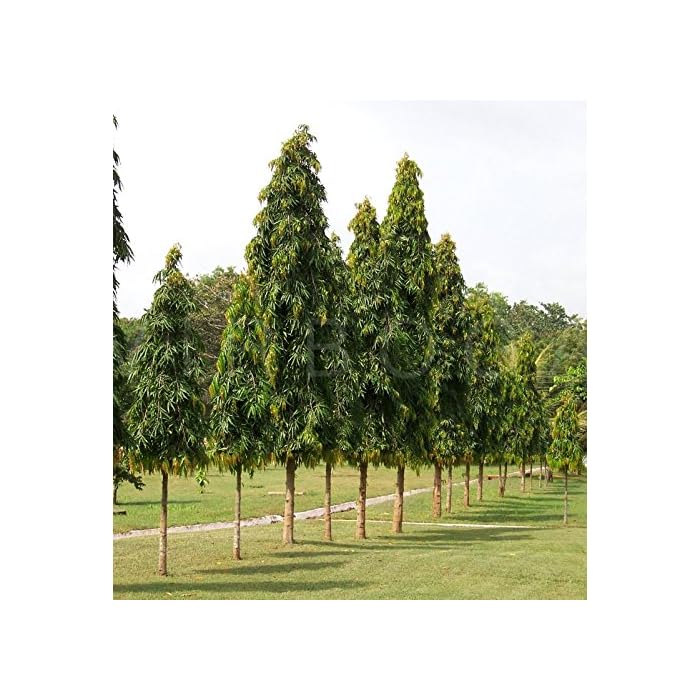 Buy 30 Ashoka Tree, Seeds ,Polyalthia longifolia ,Ashoka Indian Mast ...