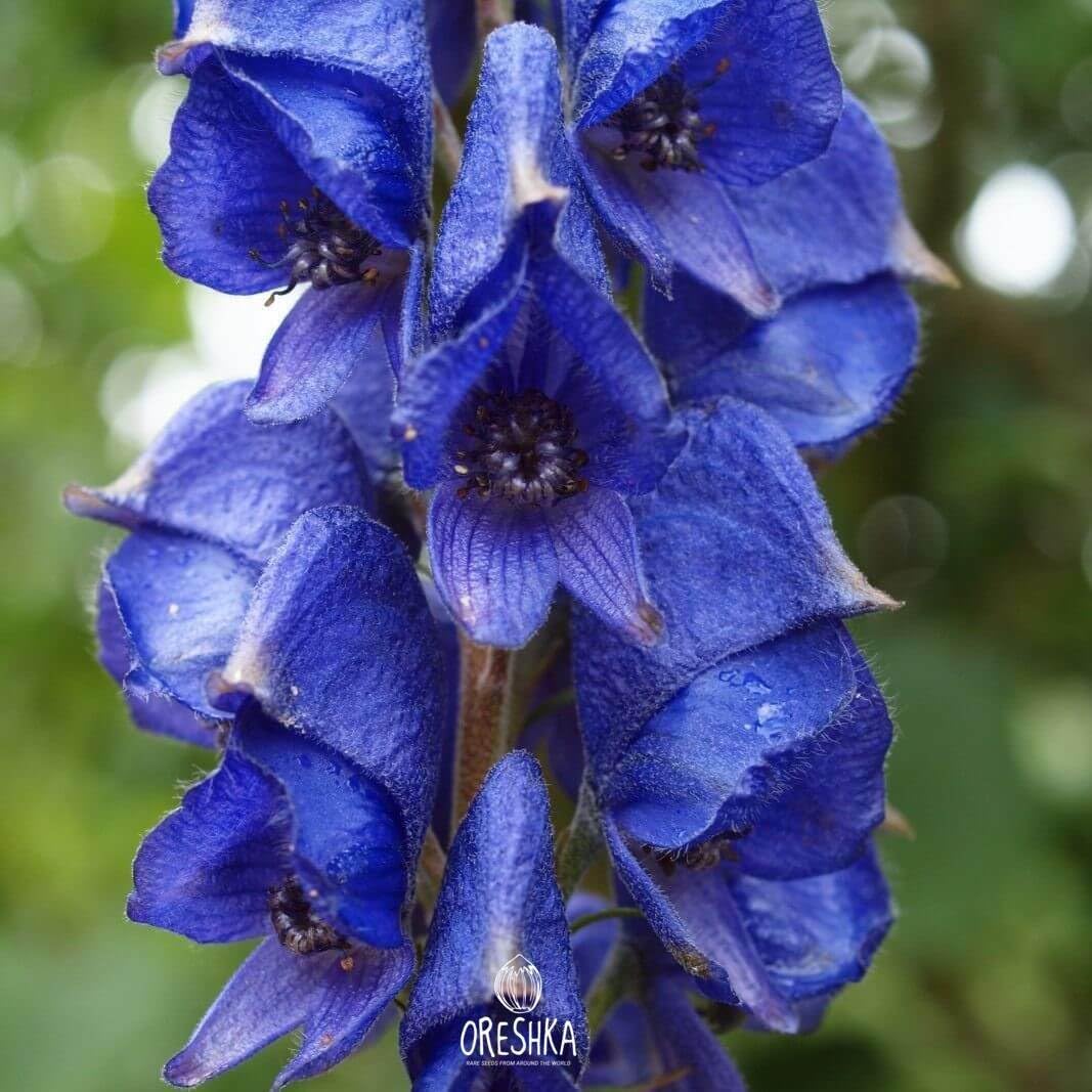 Aconitum napellus 30 PCS Fresh Seeds, Monkshood, Wolfsbane, Aconite Seeds, Perennial Heirloom ...