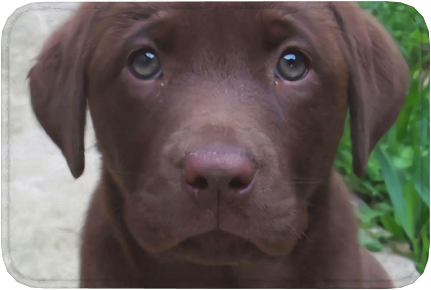 Amazon.com: Chocolate Lab Face Doormat Entryway Door Mats Non-Slip Bath ...