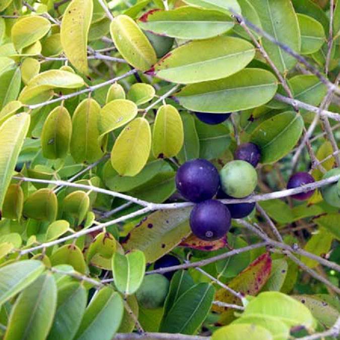 Mphmi Live Plant Nursery NCR Plants Laxmitaru Plant Simarouba Glauca ...