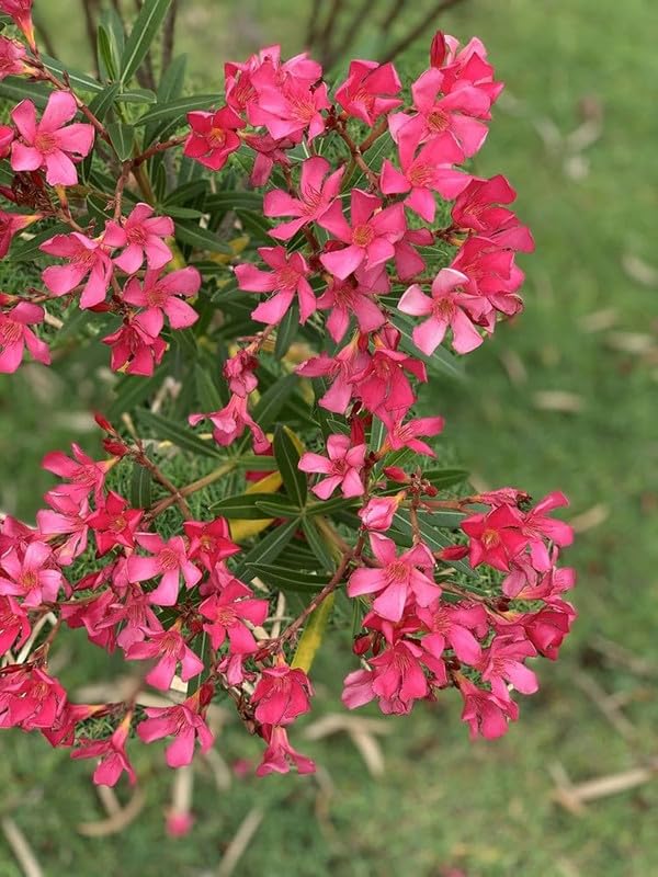 Organic Hybrid korobi live flower plant Pack of 1 : Amazon.in: Garden ...