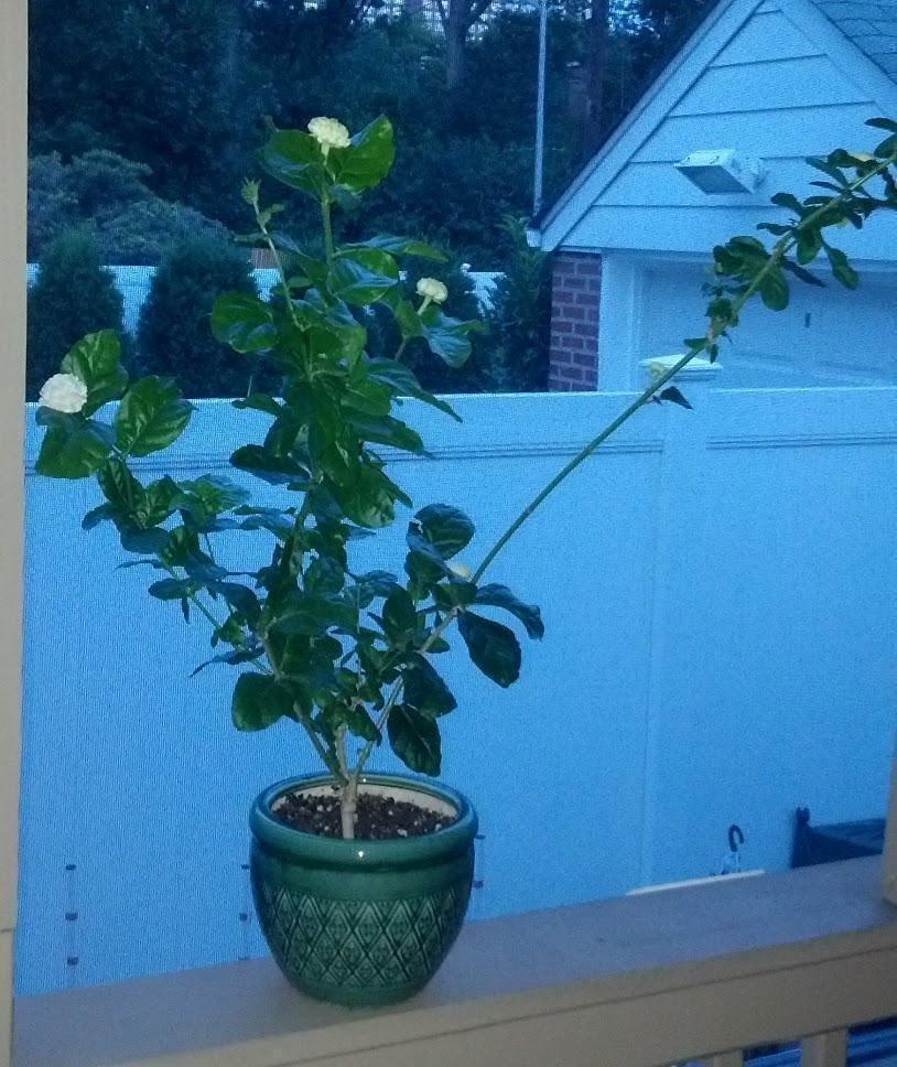 Amazon.com: Jasmine Sambac "Grand Duke Supreme" Large Flowers Plant ...