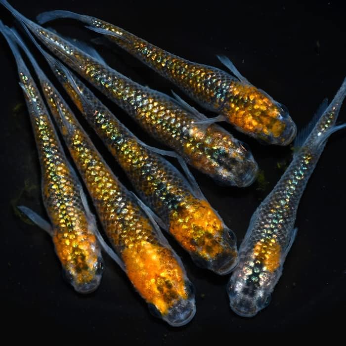 Amazon.co.jp: Medaka Farm Izumi Medaka Miyazakura Fry Fish Set of 10 ...