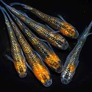 Amazon.co.jp: Medaka Farm Izumi Medaka Miyazakura Fry Fish Set of 10 ...