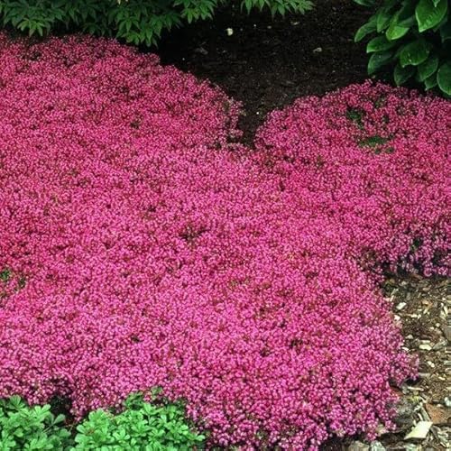 20000+ Red Creeping Thyme Seeds Ground Cover Plant Seeds Perennial- Non ...