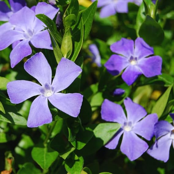 Amazon.com : Set of 50 Periwinkle Plants Live, Vinca Plants, Vinca ...
