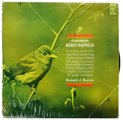 Amazon.com: Common Bird Songs: CDs & Vinyl