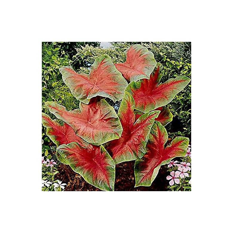 Caladium, Bulb, RED, Pack of 10 (Ten), Easy to Grow, Colorful Mix ...