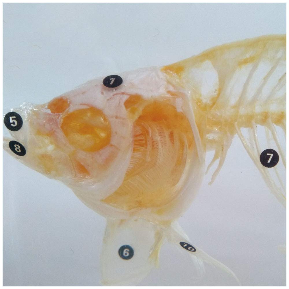 Buy HYCy Fish Skeleton Specimen - Animal Skeleton Model animal skeleton ...