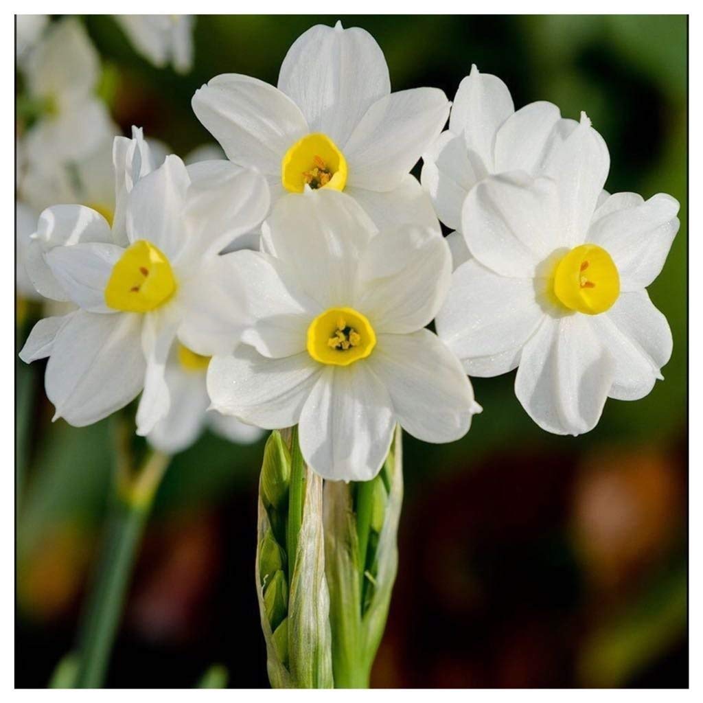 Nargis Flower Name In English