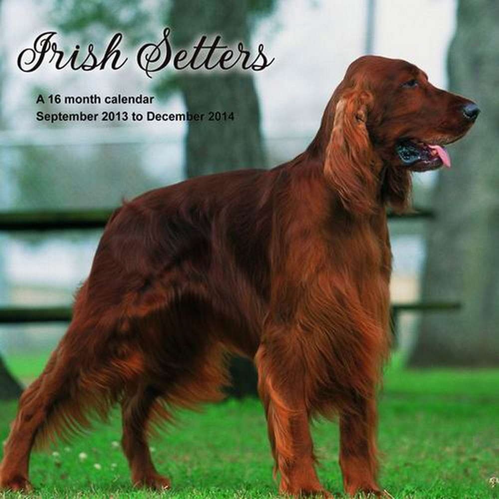 Irish Setters 2014 Wall Calendar: Magnum Calendars: 9781617913501 ...