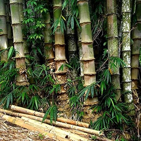 bamboo manvel variety seed bamboosa baboo 1kg official /original seeds ...